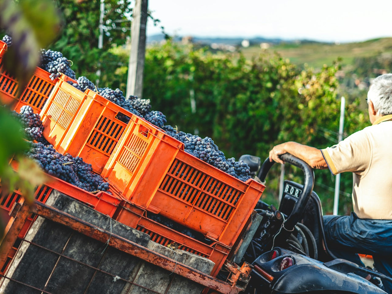 Exploring Innovation: New York's Cutting-Edge Wine-Making Techniques ...